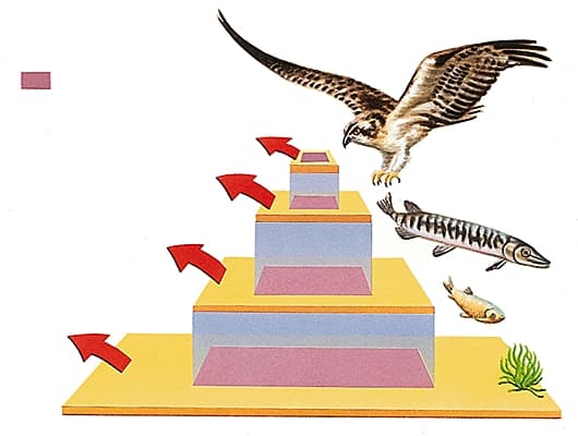 Encyclopédie Larousse en ligne - Pyramide écologique