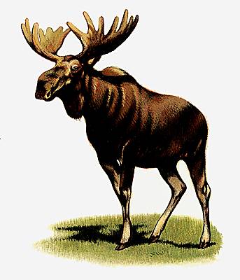 cerf - LAROUSSE