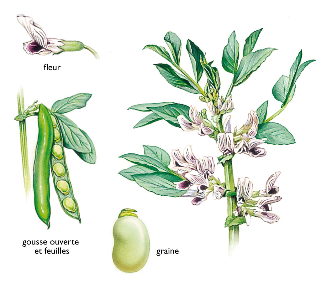 Fève – Média LAROUSSE