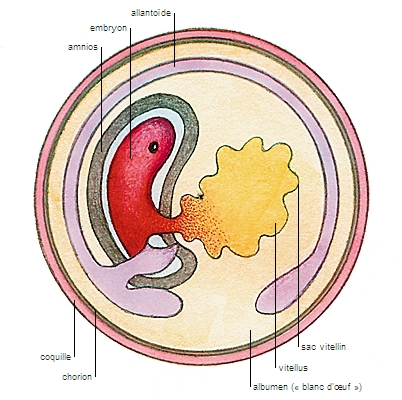 Encyclopédie Larousse en ligne - allantoïde du grec allas-antos boyau