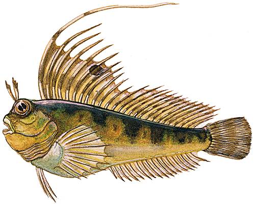 Blennie – Média LAROUSSE