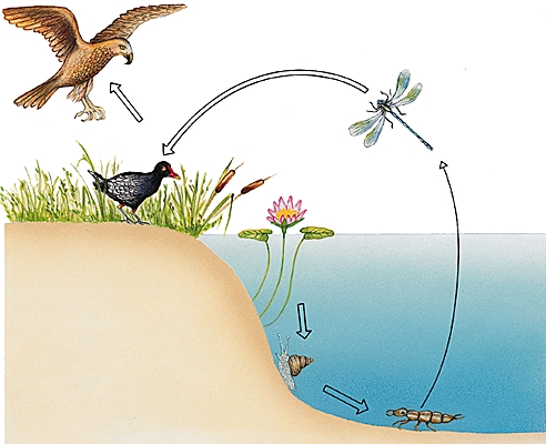 chaîne alimentaire - LAROUSSE