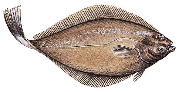 Flétan – Média LAROUSSE