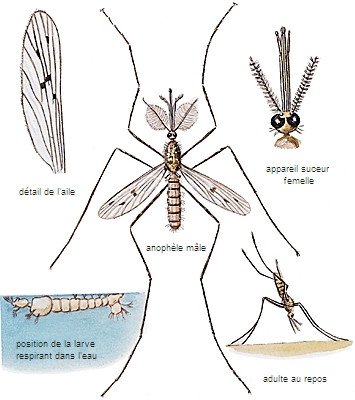 anophèle latin scientifique anophelos du grec anôphelês nuisible - LAROUSSE