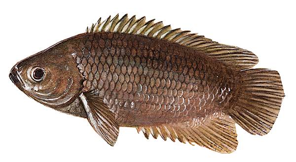 Anabas – Média LAROUSSE