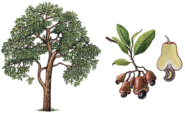 Anacardier – Média LAROUSSE