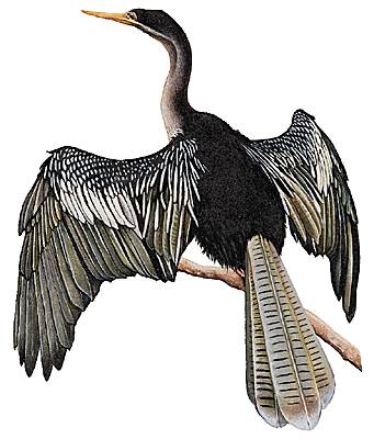 Anhinga – Média LAROUSSE