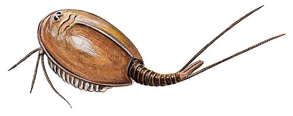 Apus – Média LAROUSSE