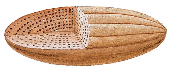 Alvéoline – Média LAROUSSE