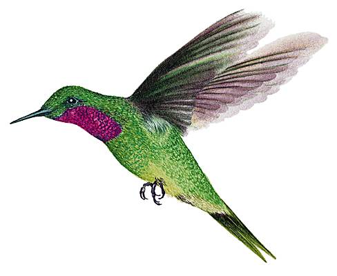 Améthyste – Média LAROUSSE