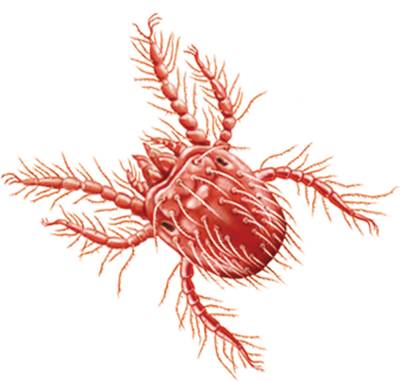 acarien latin acarus du grec akari ciron - LAROUSSE