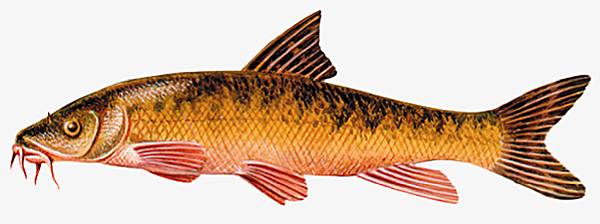 Barbeau – Média LAROUSSE