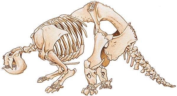 Squelette de glyptodon – Média LAROUSSE