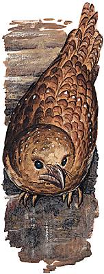 Guacharo – Média LAROUSSE