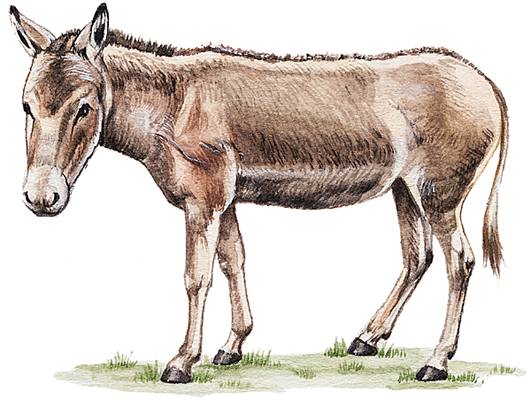 équidé latin equus cheval - LAROUSSE