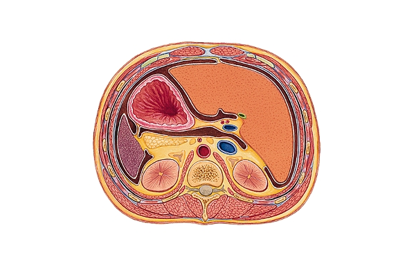 péritoine - LAROUSSE