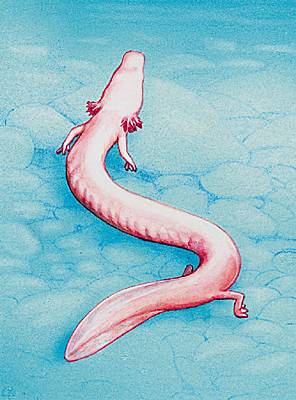 amphibien de amphibie - LAROUSSE