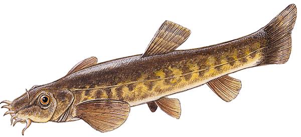 Loche – Média LAROUSSE