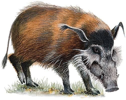 Potamochère – Média LAROUSSE