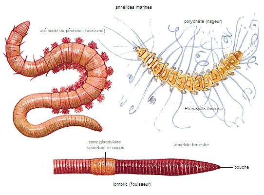 ver latin vermis - LAROUSSE