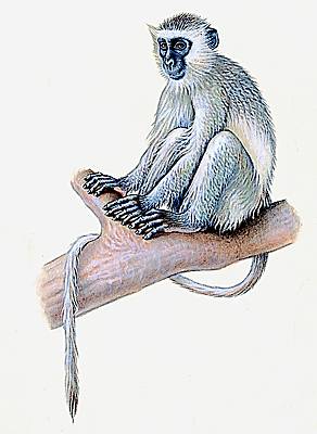 Cercopithèque – Média LAROUSSE