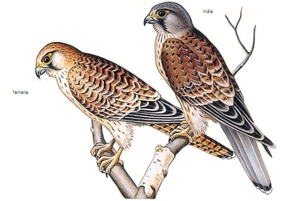 faucon latin falco -onis - LAROUSSE