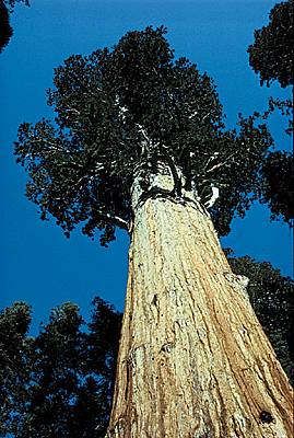 séquoia latin scientifique sequoia - LAROUSSE