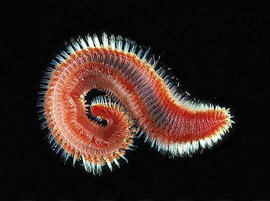 polychète - LAROUSSE