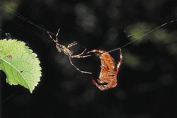 araignée ancien français aragne du latin aranea araignée - LAROUSSE