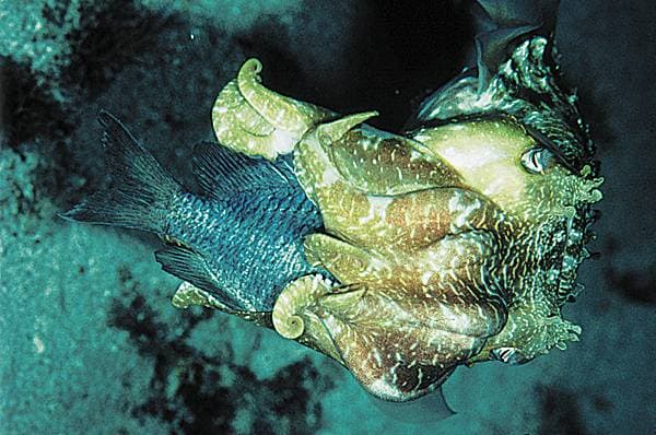 seiche latin sepia du grec sêpia - LAROUSSE