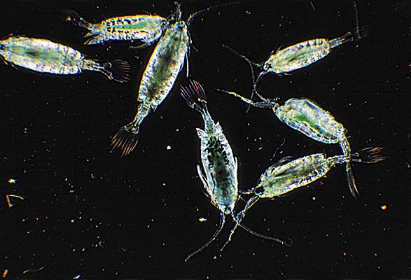 Copépodes – Média LAROUSSE