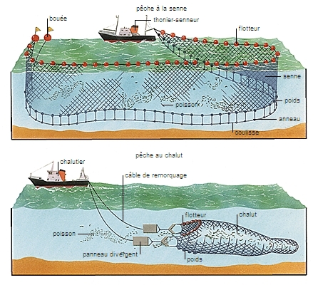 Pêche à la senne, pêche au chalut – Média LAROUSSE