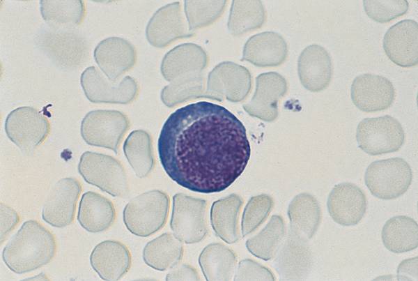 érythroblaste - LAROUSSE