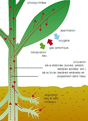 Circulation de la sève – Média LAROUSSE