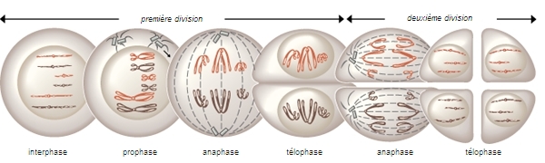 division cellulaire - LAROUSSE