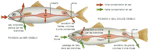 poisson ancien français peis du latin piscis - LAROUSSE