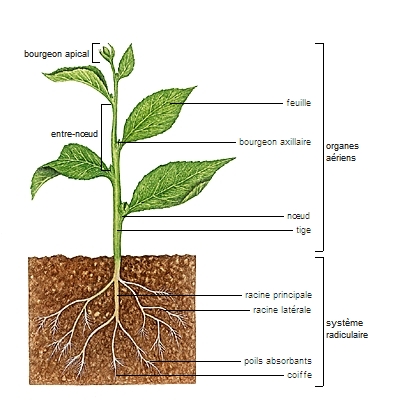 tige latin tibia flûte - LAROUSSE