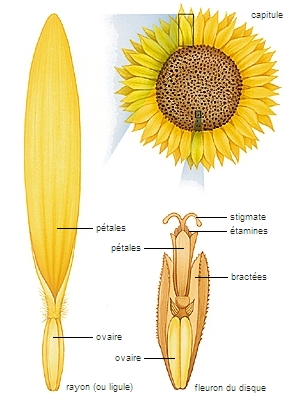composée - LAROUSSE