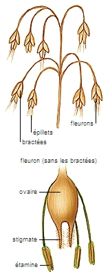 fleur latin flos -oris - LAROUSSE