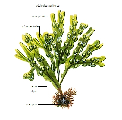 algue latin alga - LAROUSSE