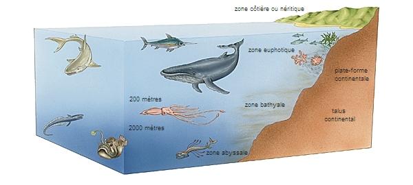 Encyclopédie Larousse en ligne - le relief sous-marin