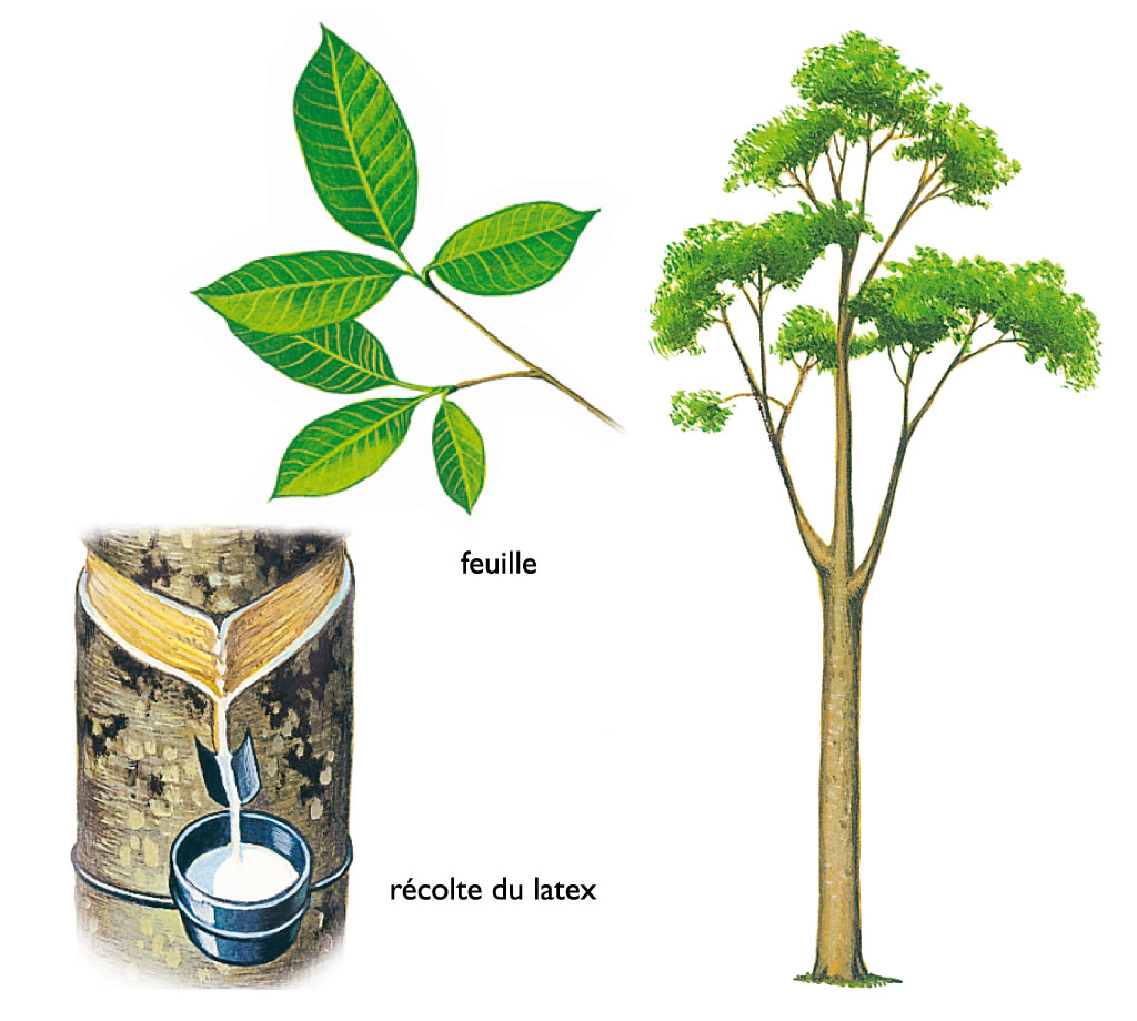 hévéa quechua hyeve - LAROUSSE