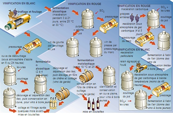 vinification de vin - LAROUSSE
