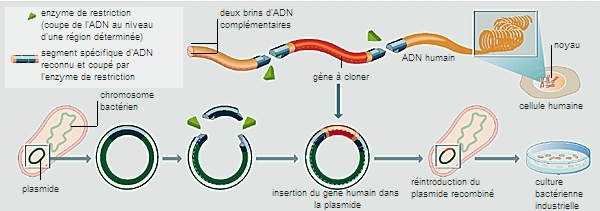 clonage de clone - LAROUSSE