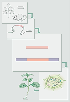 Encyclopédie Larousse en ligne - transgenèse