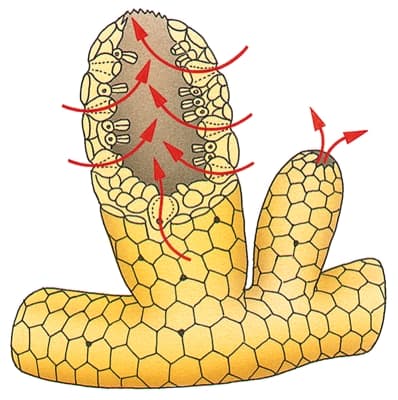 spongiaire - LAROUSSE