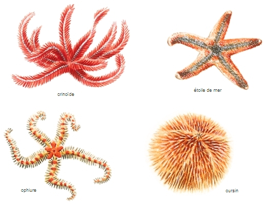 échinoderme latin scientifique echinodermata - LAROUSSE