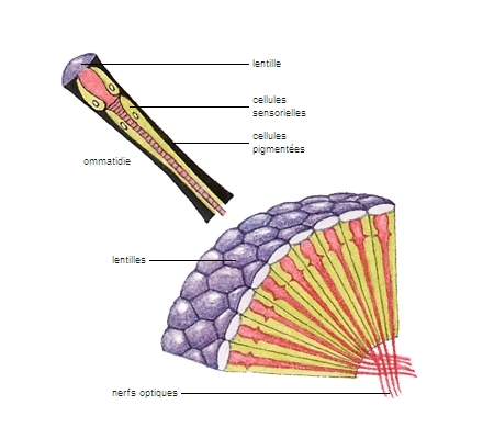 arthropode - LAROUSSE