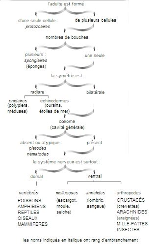 Classification du règne animal – Média LAROUSSE