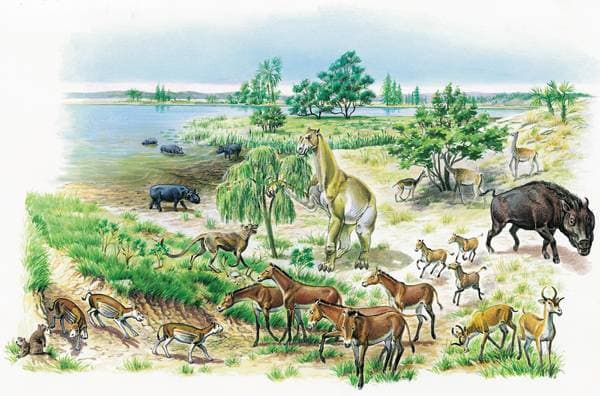 Encyclopédie Larousse en ligne - miocène